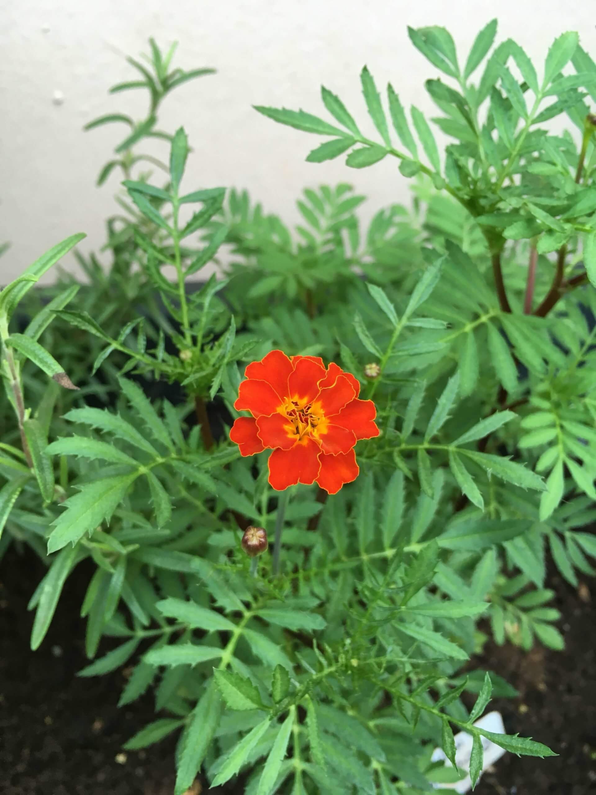 3 Basic Gardening Rules – Savvy Gardens Centre