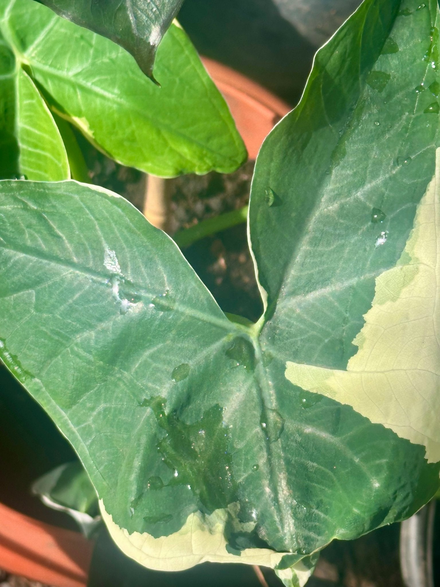 Mickey Mouse Alocasia (Alocasia Xanthosoma Variegata) - Savvy Gardens ...