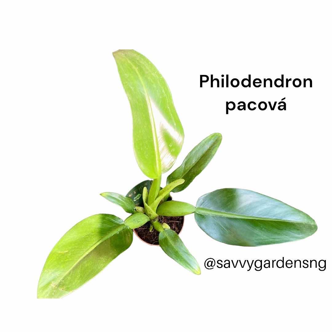Philodendron Pacova - Savvy Gardens Centre
