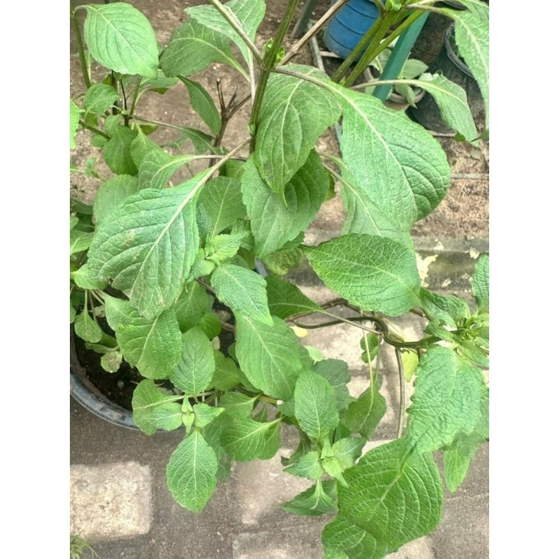 Potted African Basil - Scent Leaves (Efirin) - Savvy Gardens Centre